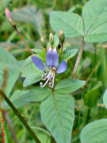 Bunga Maman Ungu ( Cleome rutidosperma )
